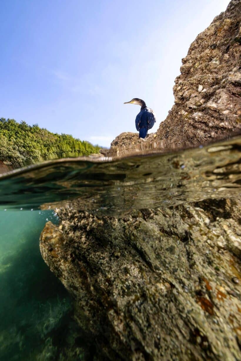 The secret life of...cormorants - Beach Retreats